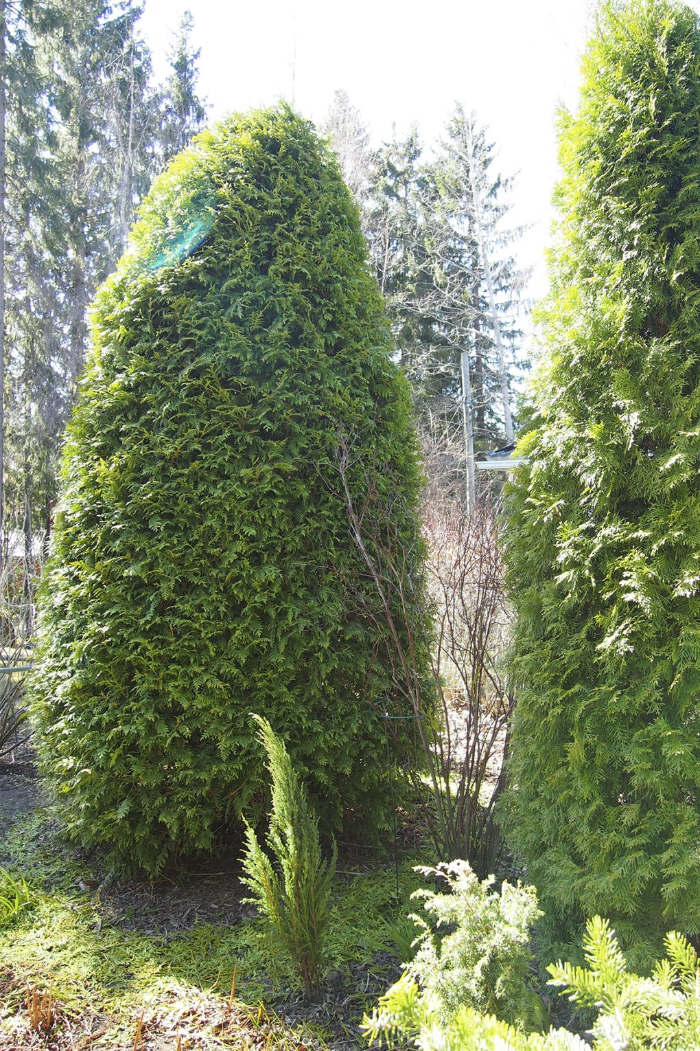 Puut tekevät pihasta puutarhan | Pointti